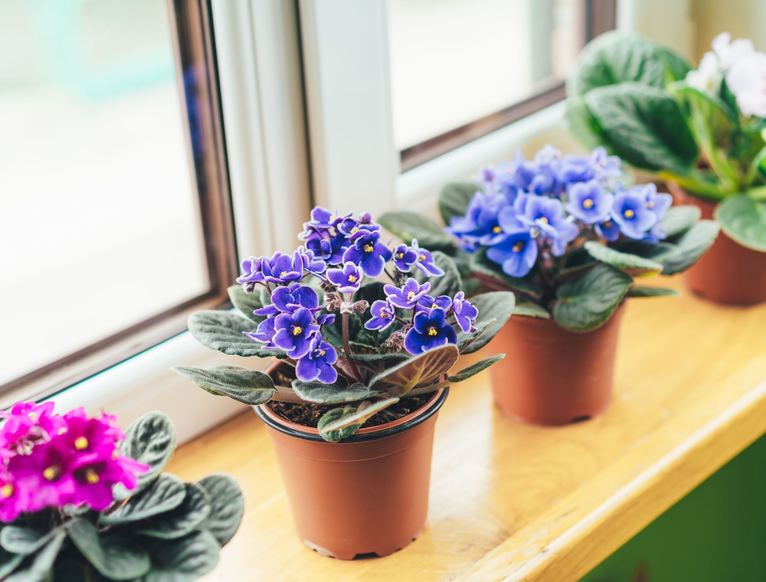 Garden Windows: Plants That Transform Your Space