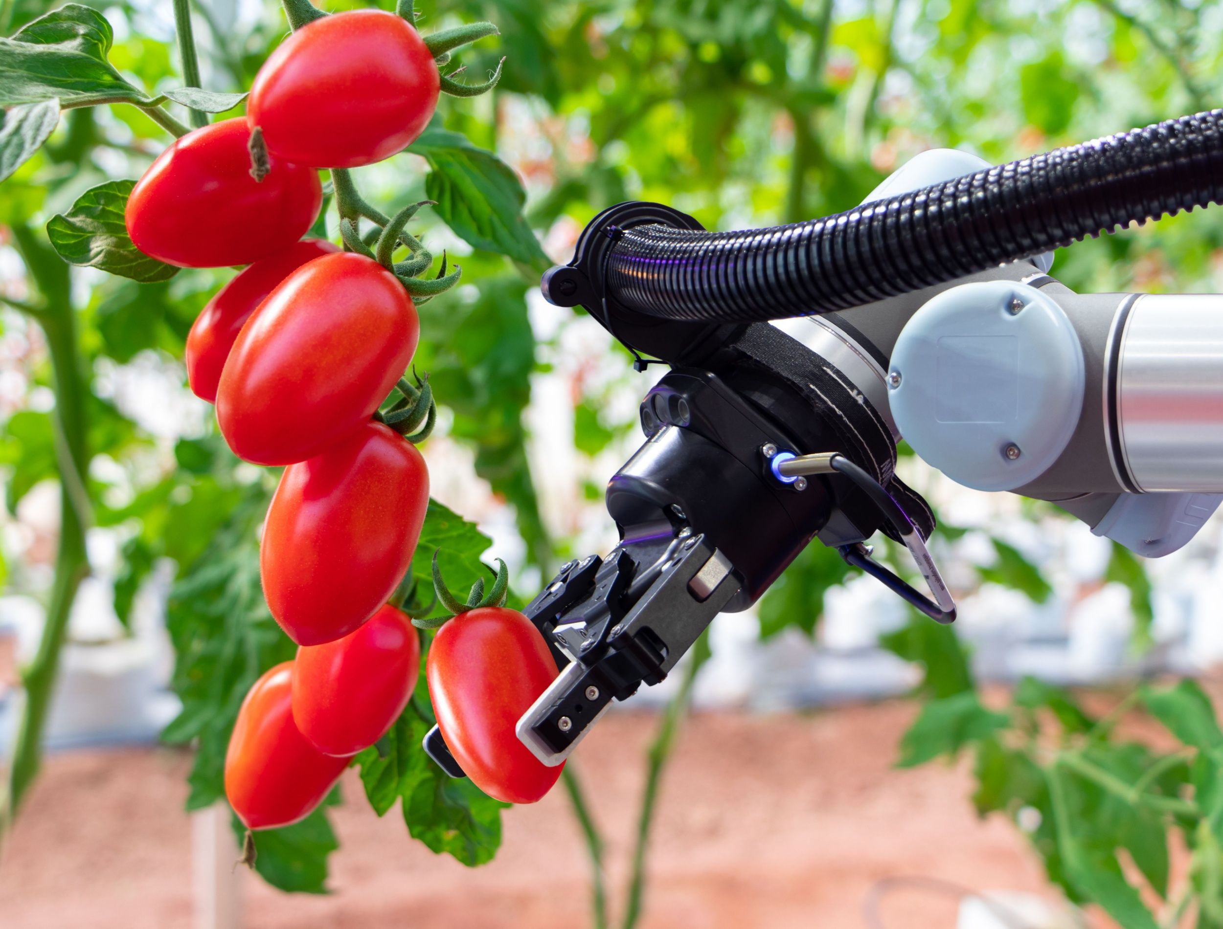 5 Vegetables To Plant Now For a Fall Harvest