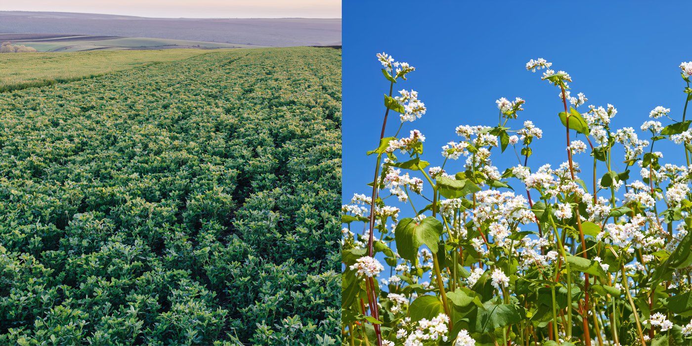 How Crops Like Buckwheat and Alfalfa Make Farming More Eco-Friendly