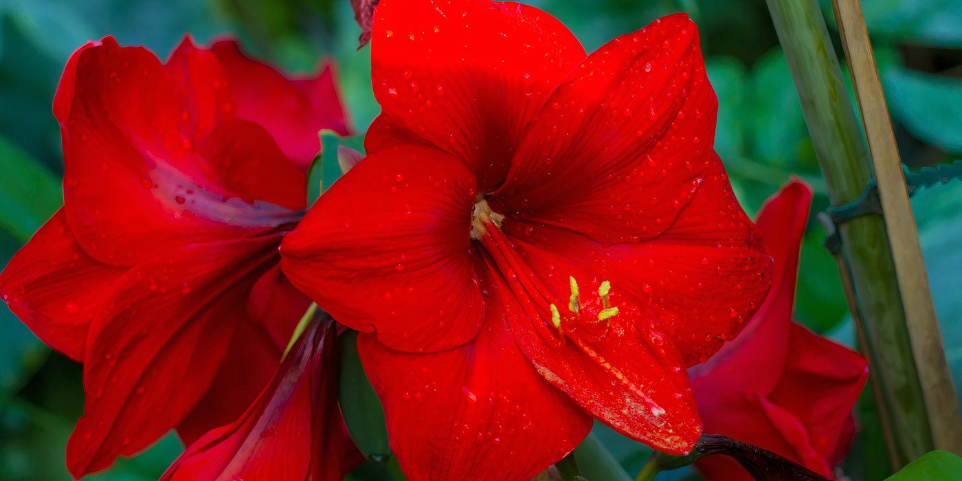 Flowers With Large Blooms: 5 Vibrant Options to Consider For Your Garden