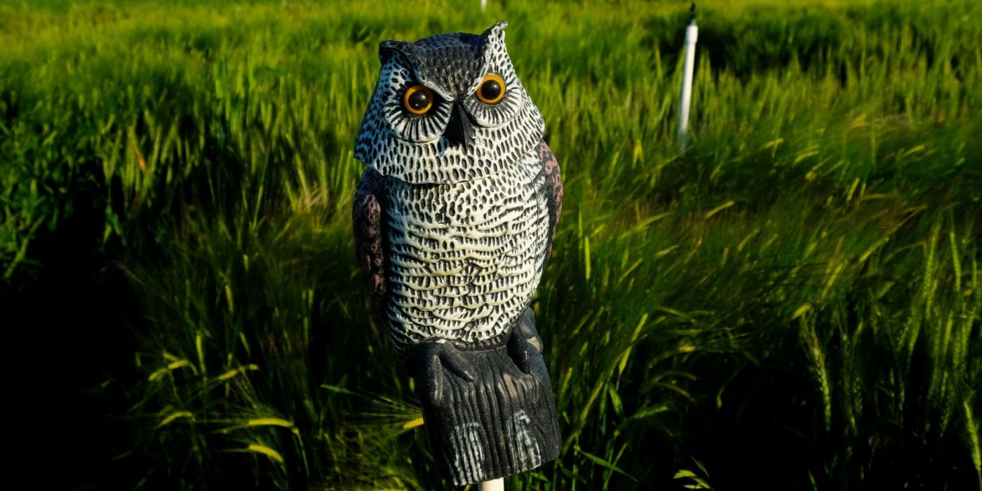 The Rise of Predator Decoys in Pest Management