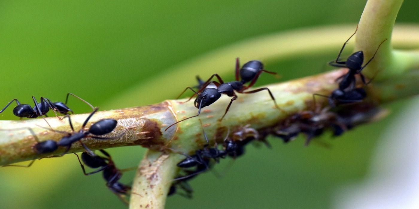 Understanding the Role of Ants in Your Garden Ecosystem