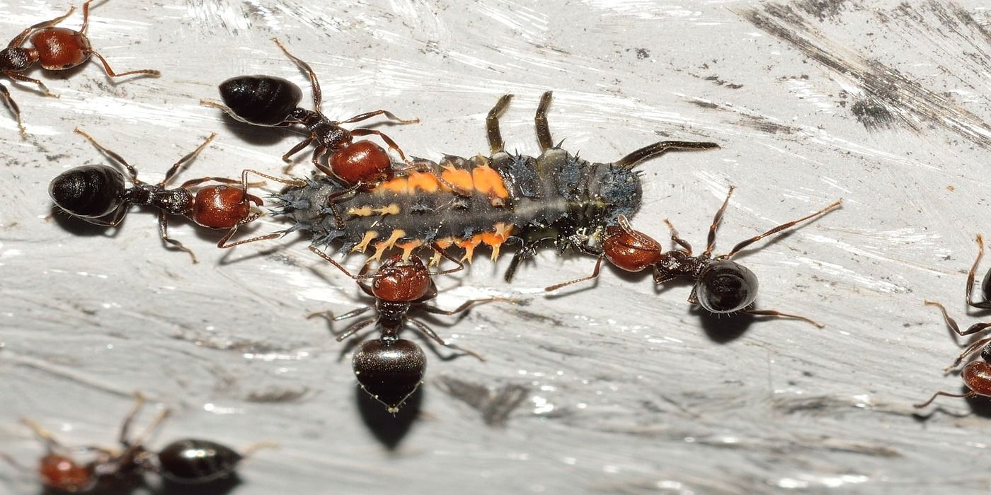 Understanding the Role of Ants in Your Garden Ecosystem