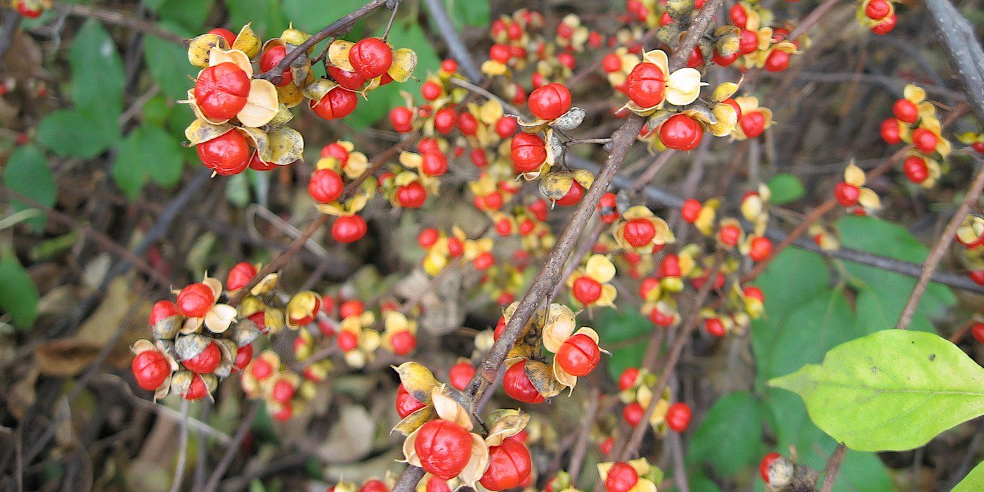 6 Most Dangerous Invasive Plants That Are Illegal