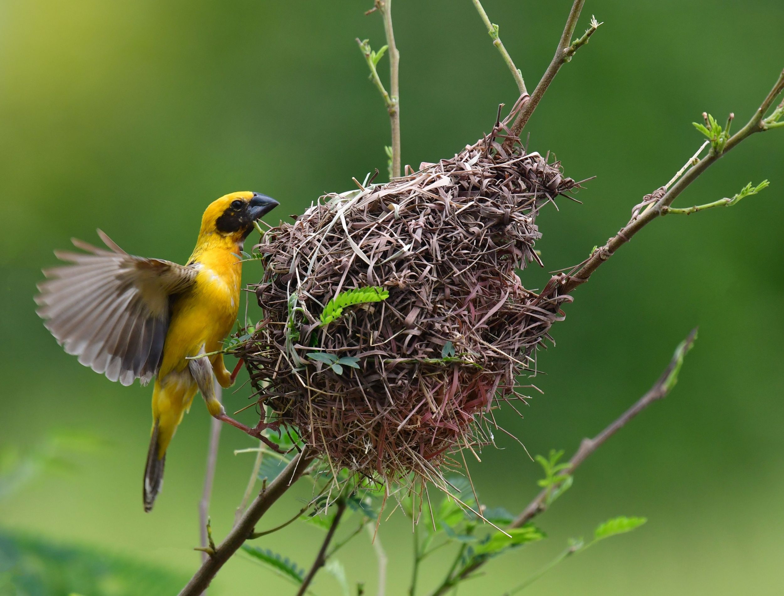 Learn How To Safely Move a Bird Nest