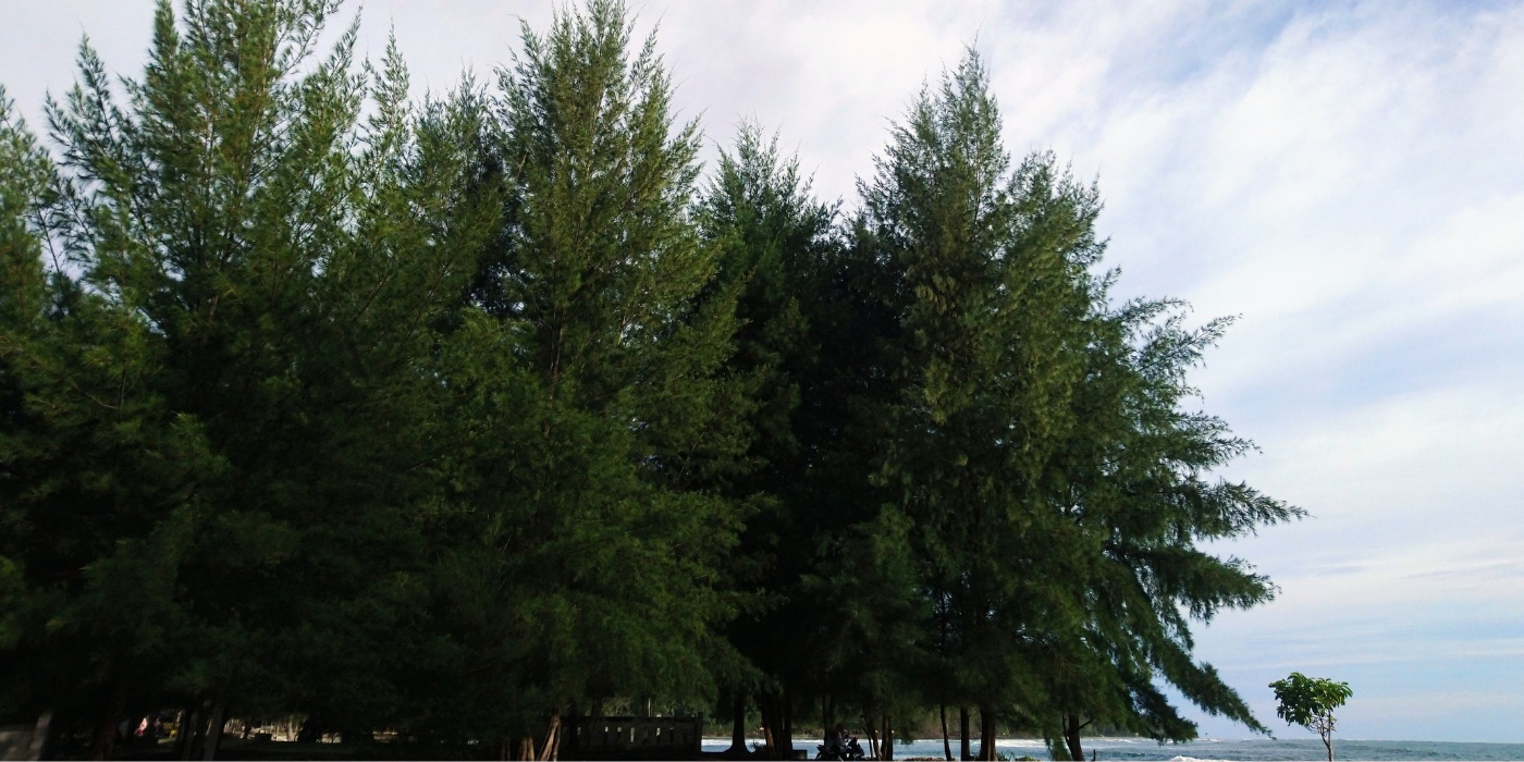 7 Invasive Plant Species To Avoid Hosting In Your Garden or Yard