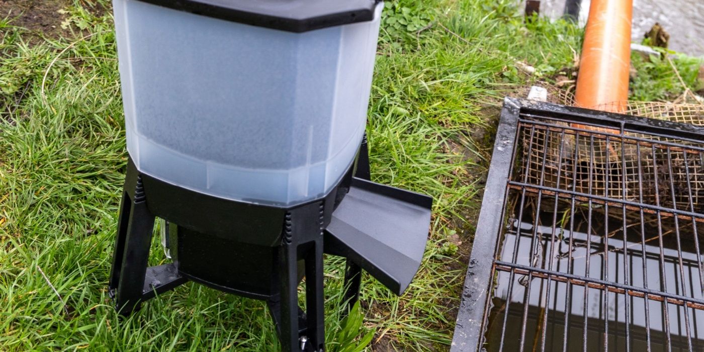 Mastering the Art of Feeding Your Pond Fish