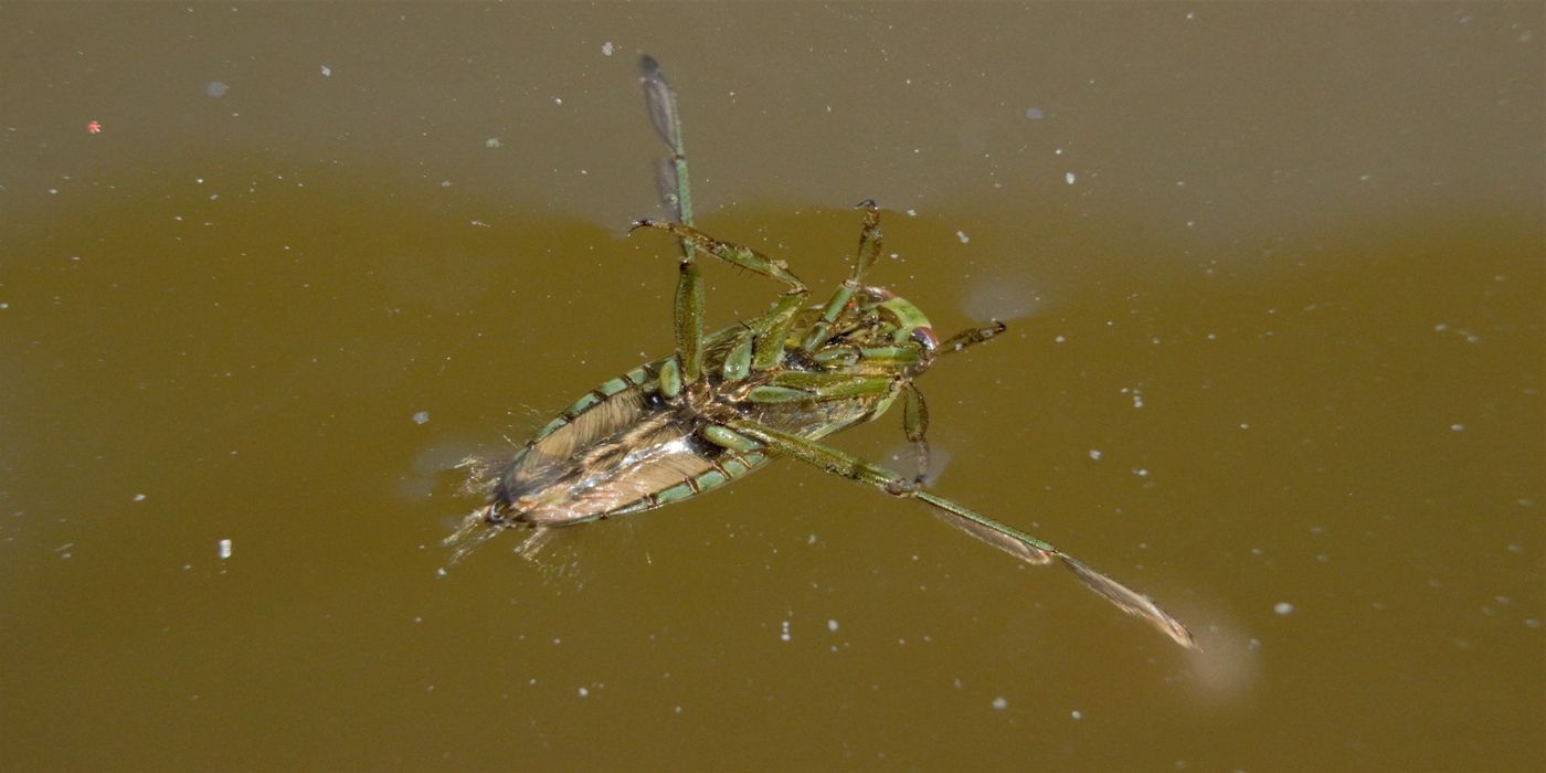 How to Manage Bugs in Your Decorative Fish Pond