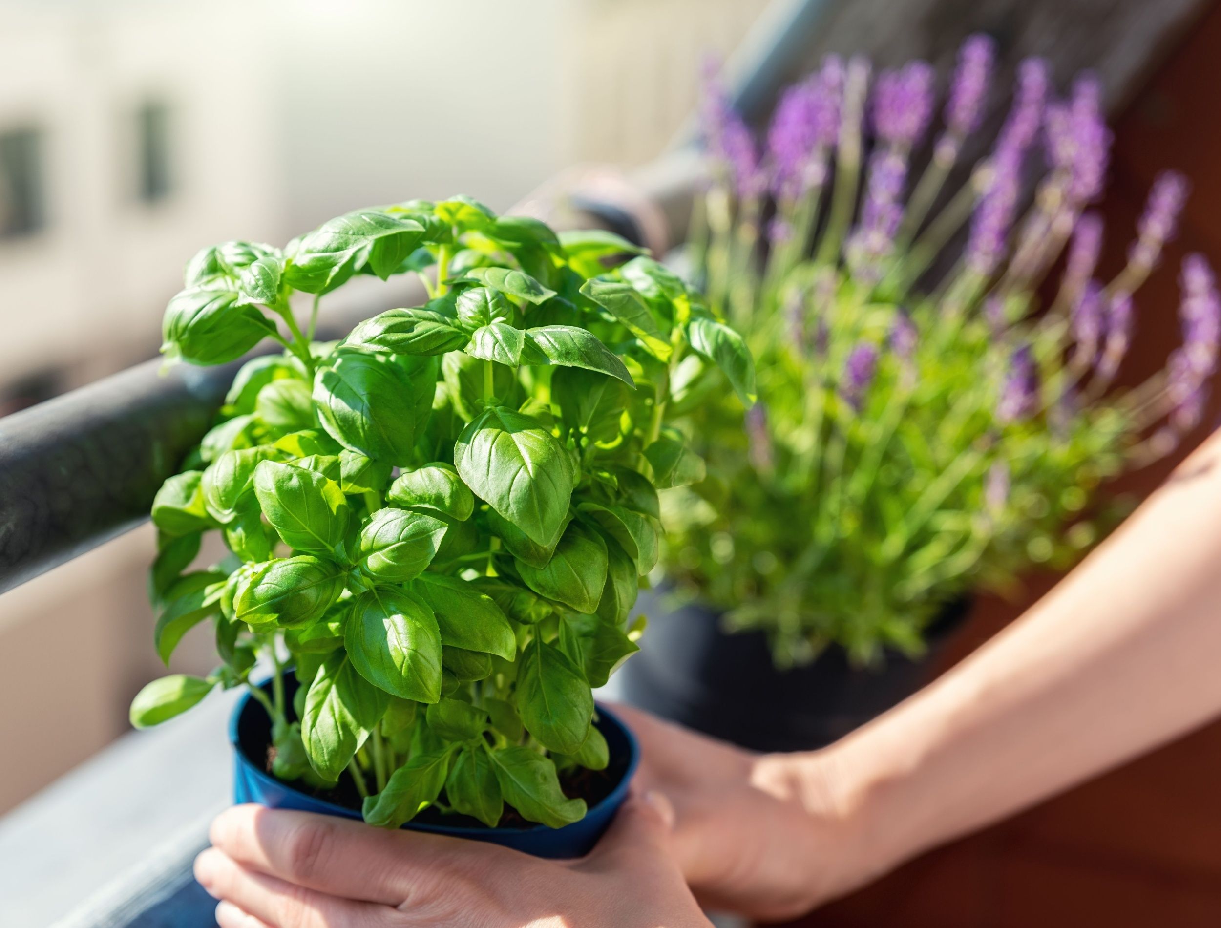 7 Pest-Resistant Houseplants for a Healthier Home