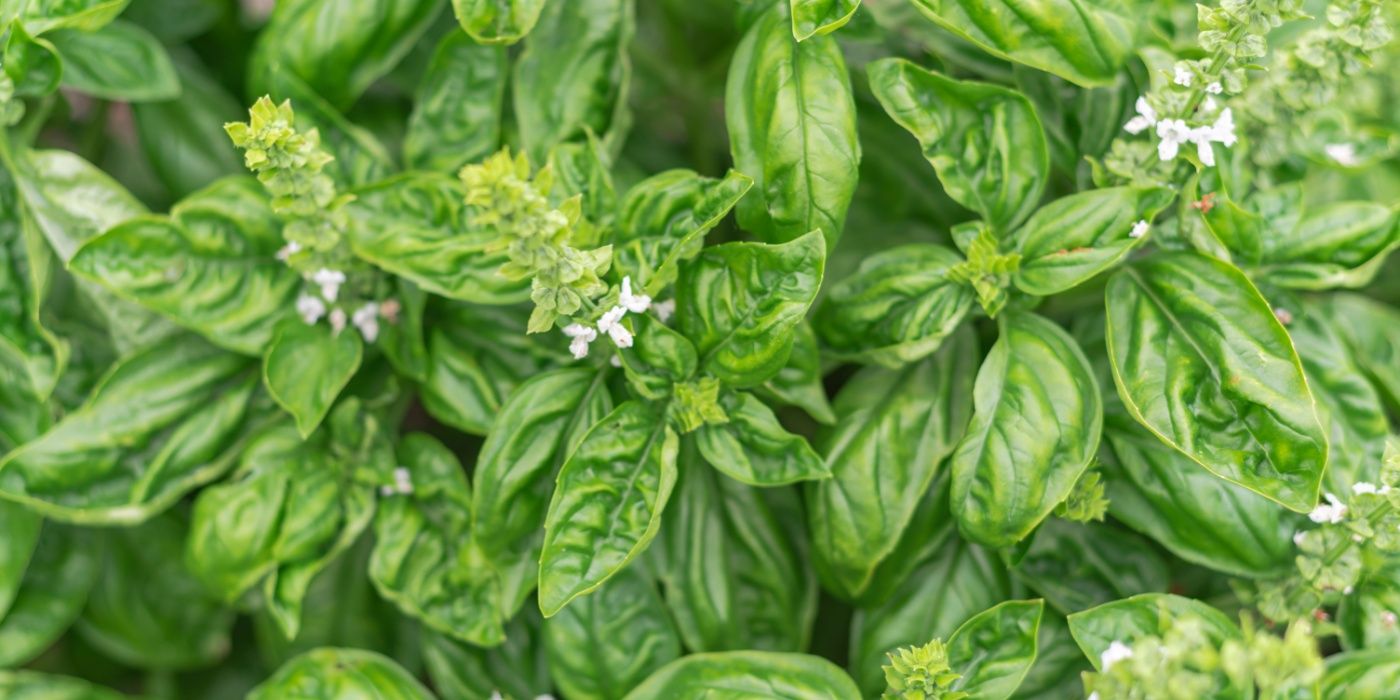 Plant Bolting: Growing Vegetables and Harvesting at the Right Times