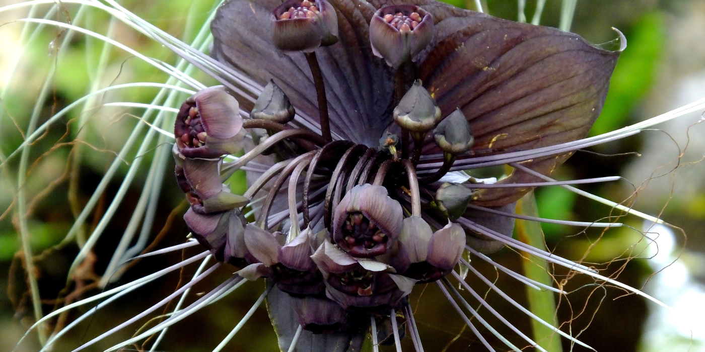 8 Gothic Flowers to Round Out Your Gothic Garden Design