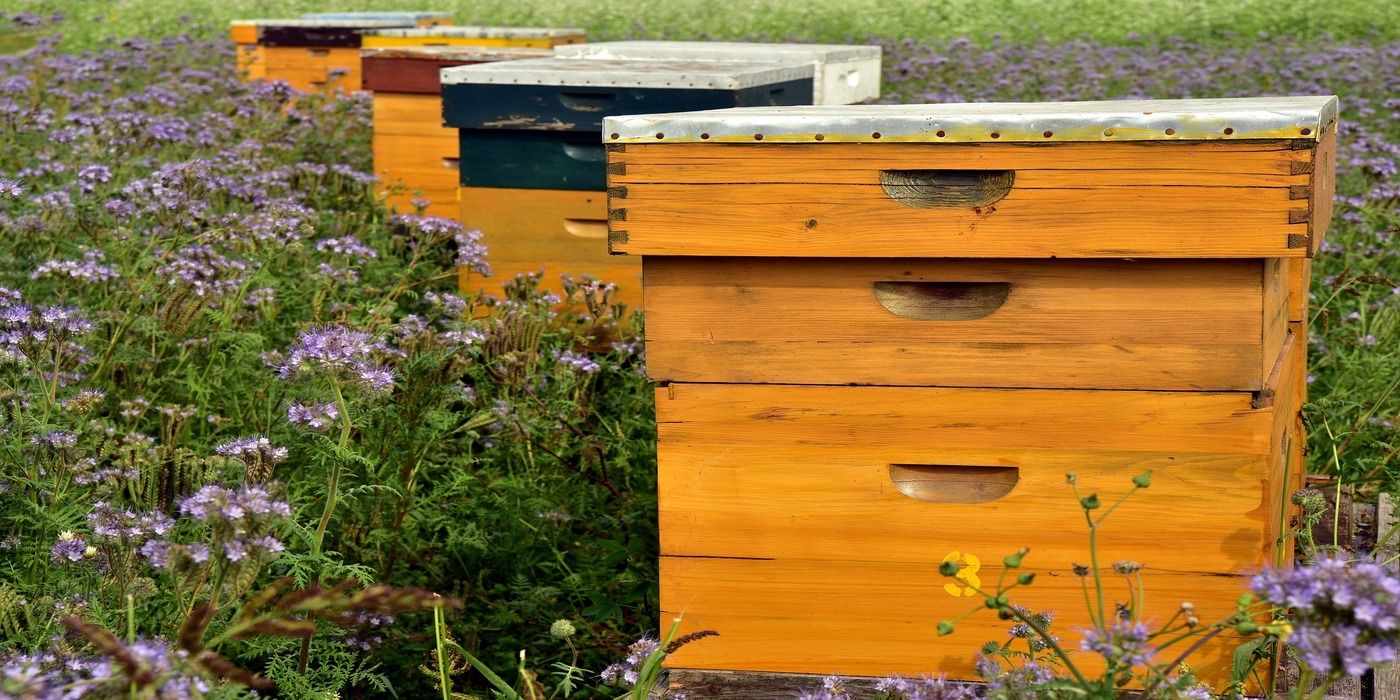 Beginner's Tips For Urban Beekeeping Success