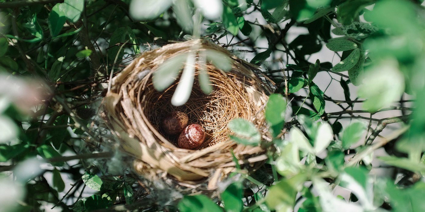Learn How To Safely Move a Bird Nest