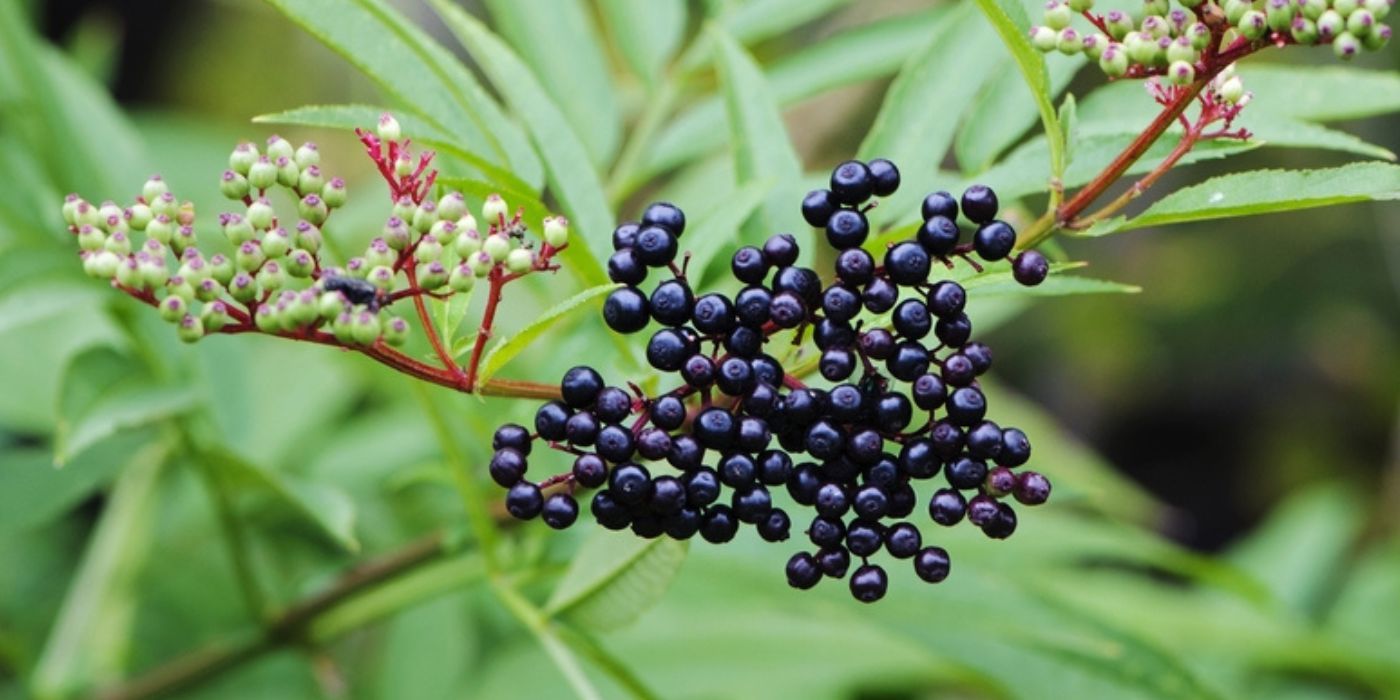 7 Healing Berry Bushes to Add to Your Garden