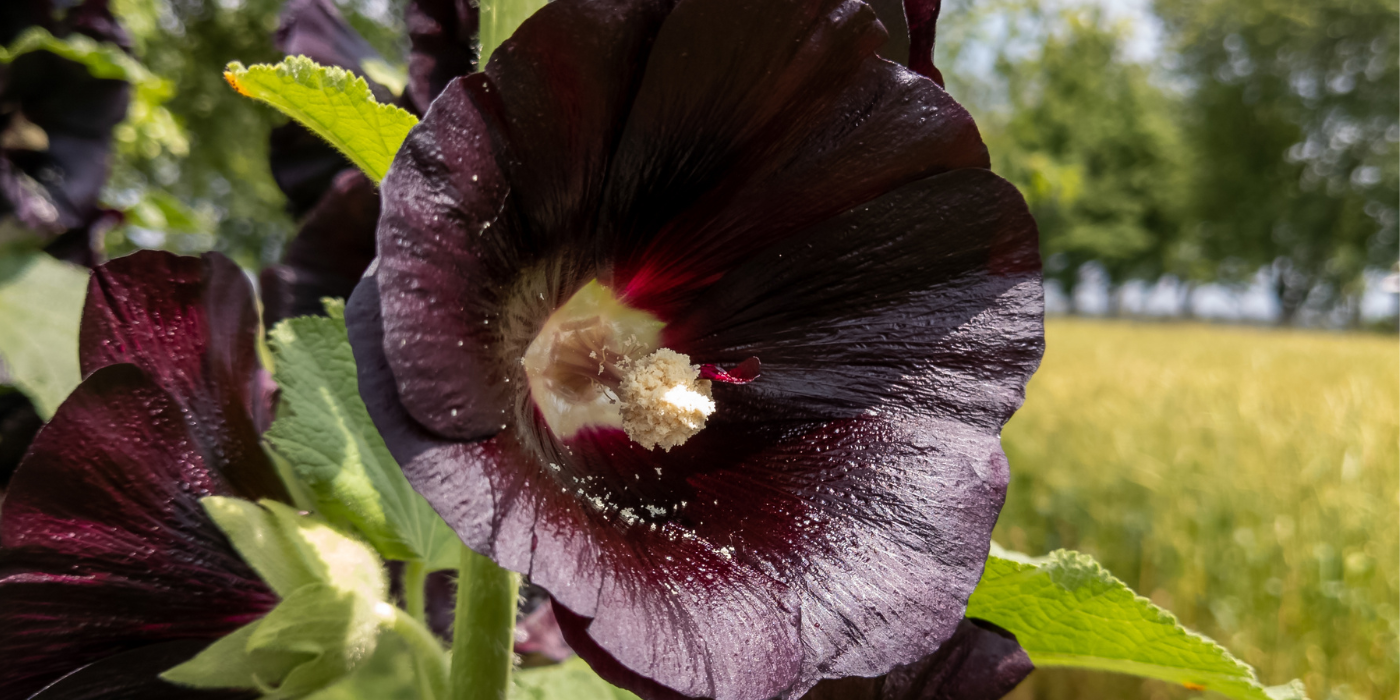 8 Gothic Flowers to Round Out Your Gothic Garden Design