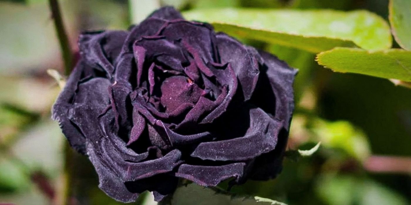 No, Black Roses Do Not Exist: It's a Hoax