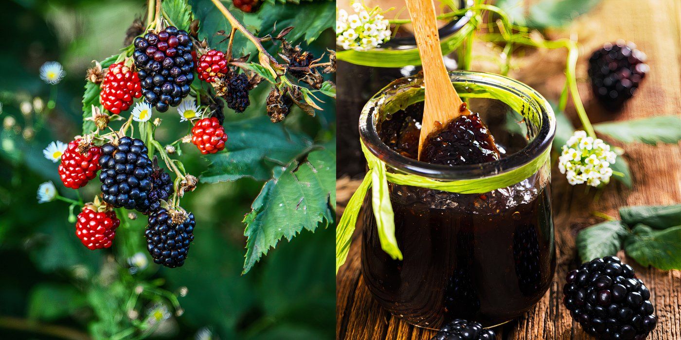 How To Grow Berries: 6 Garden Berries Perfect for Preserves Recipes