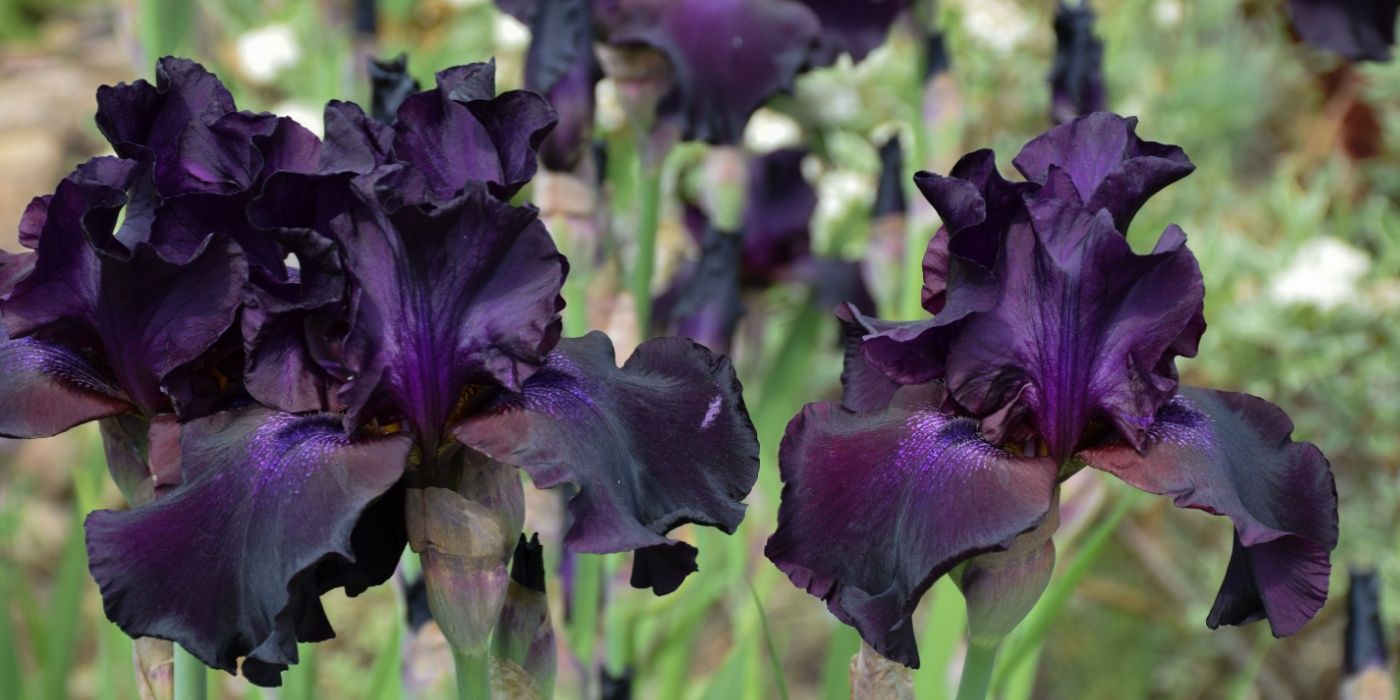 Dark Floral Drama:6 Flowers to Introduce Edge to Your Garden Landscape