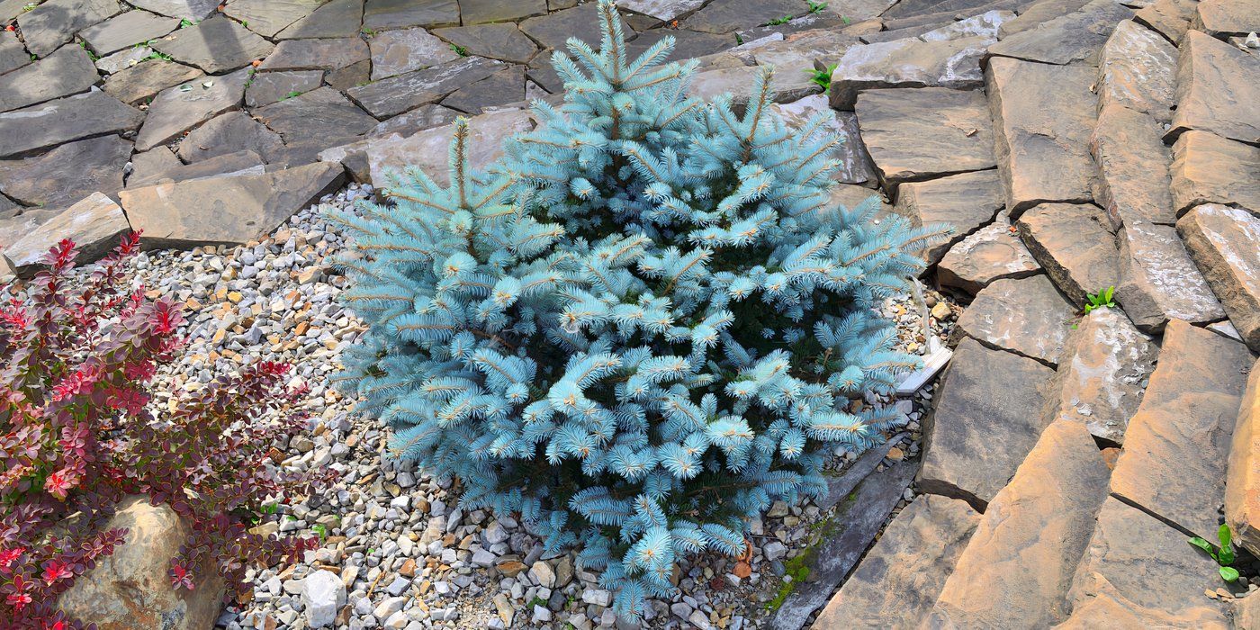 6 Types of Evergreens To Fill In Your Landscaping Design