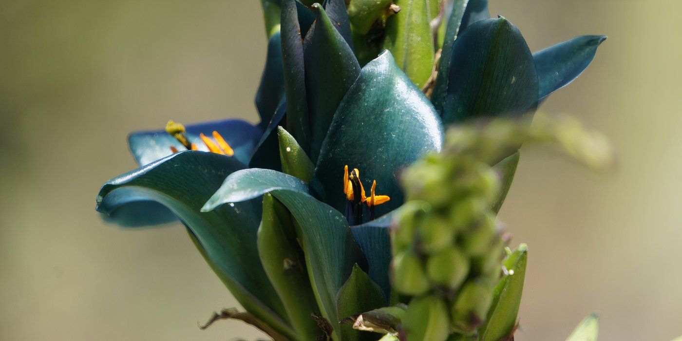 Rare Colores: 7 Flowers With a Striking Color Palette