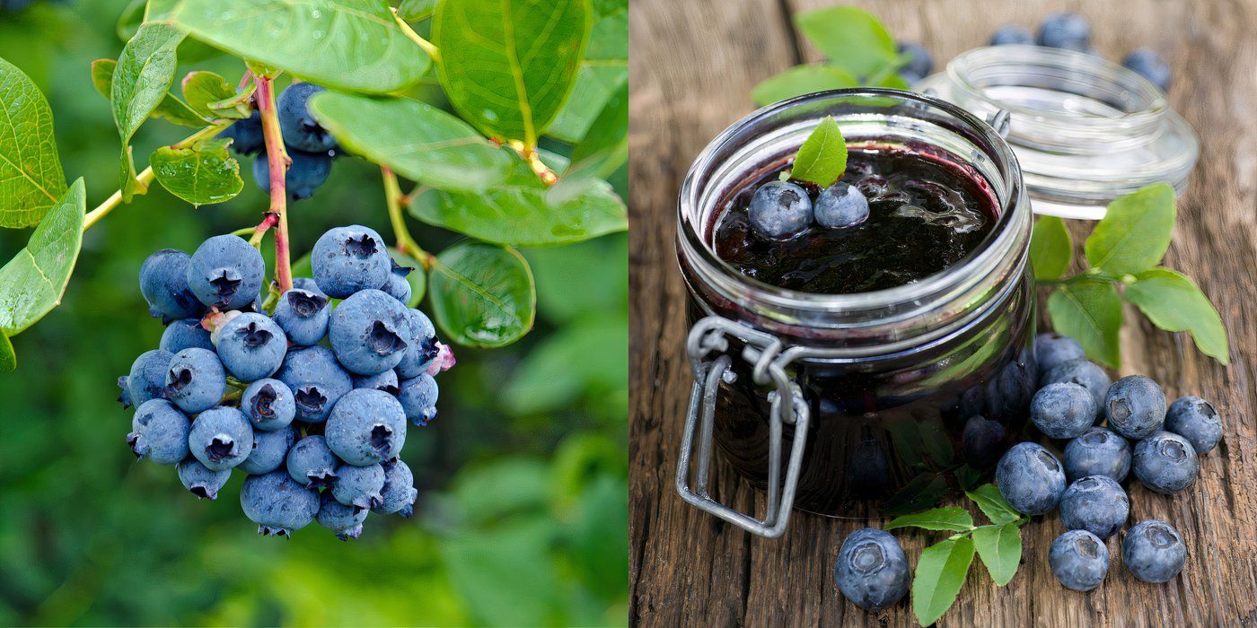 How To Grow Berries: 6 Garden Berries Perfect for Preserves Recipes