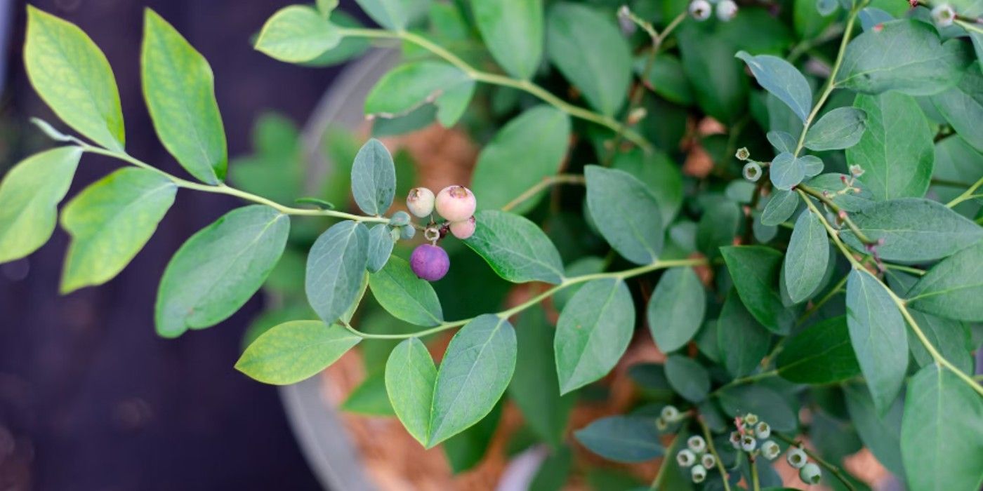 4 of the Best Fruits to Grow in Containers