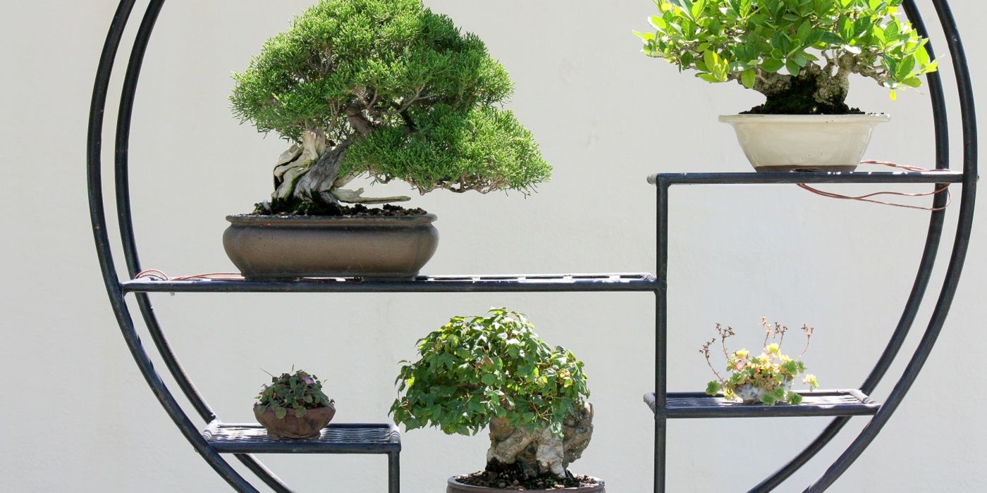 Miniature Marvels: The Art of Bonsai Tree Care For Beginners
