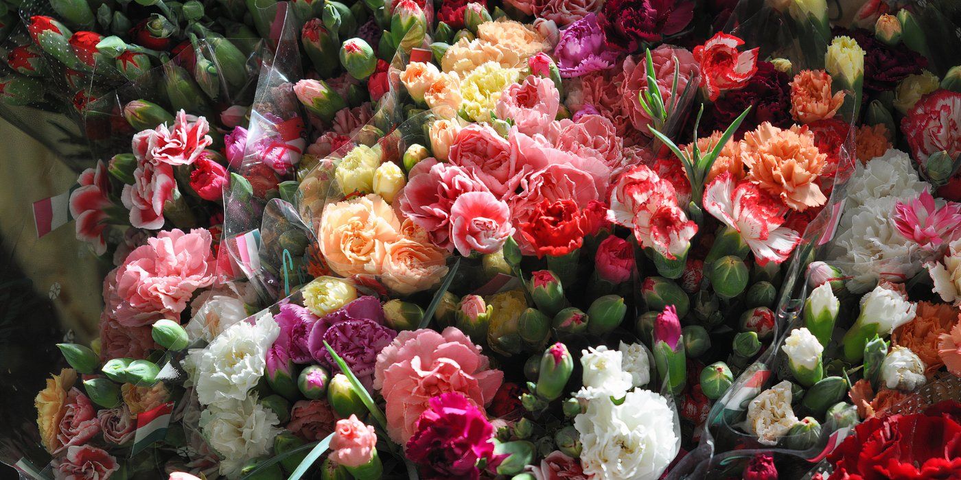 Plant Varying Carnation Flower Colors to Create a Vibrant Garden