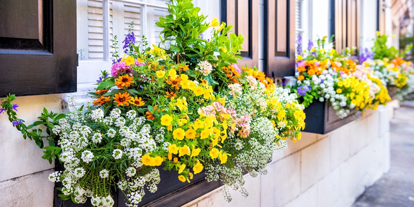 Add Colorful Window Boxes to Your Outdoor Design