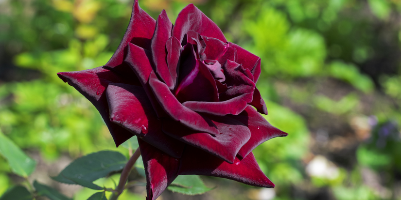 Celebrate Rose Month: Stunning Garden Varieties