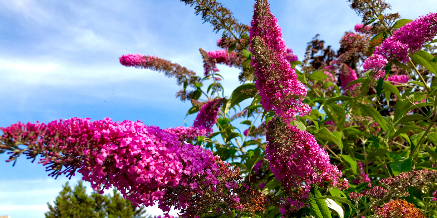 Creating a Backyard Wildlife Haven: Essential Plants and Tips