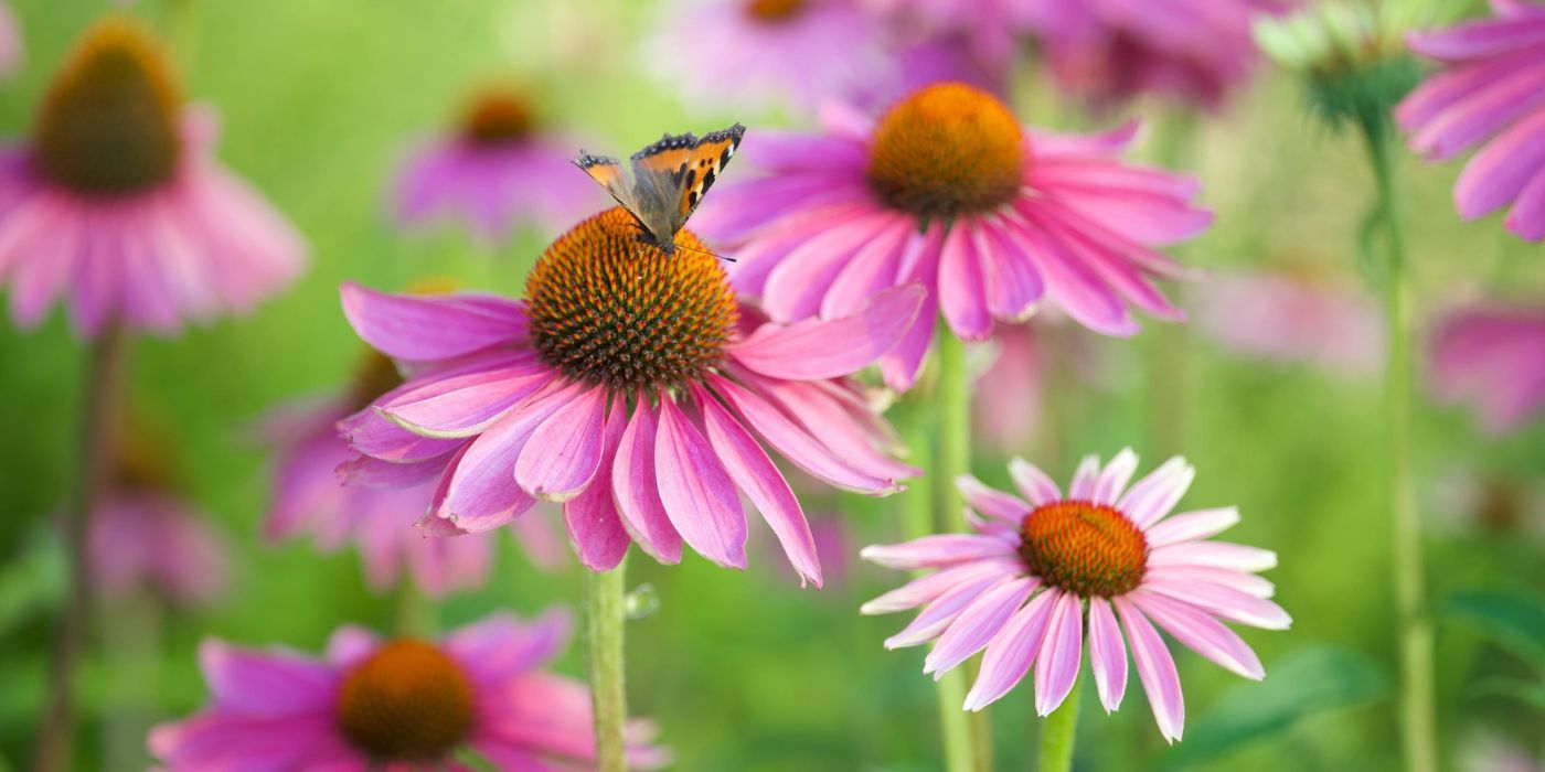 The Ultimate Guide to Low Maintenance Garden Plants