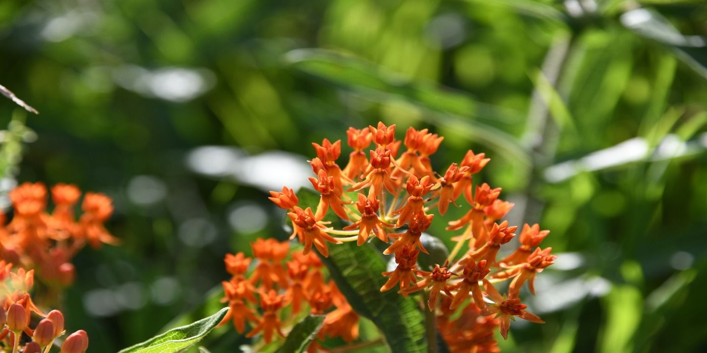 Enhance Your Landscape with Xeriscaping Plants