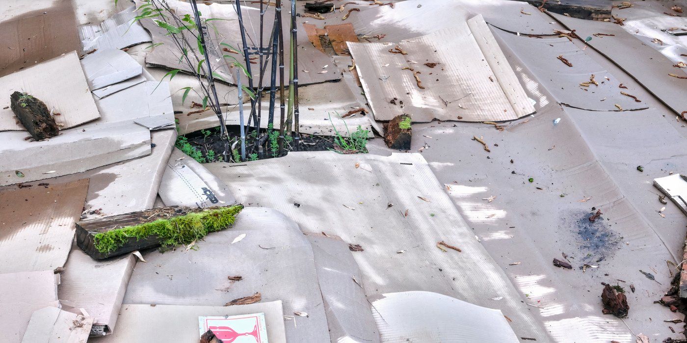 Cardboard in the Garden: Why It's An Effective Landscaping Mulch