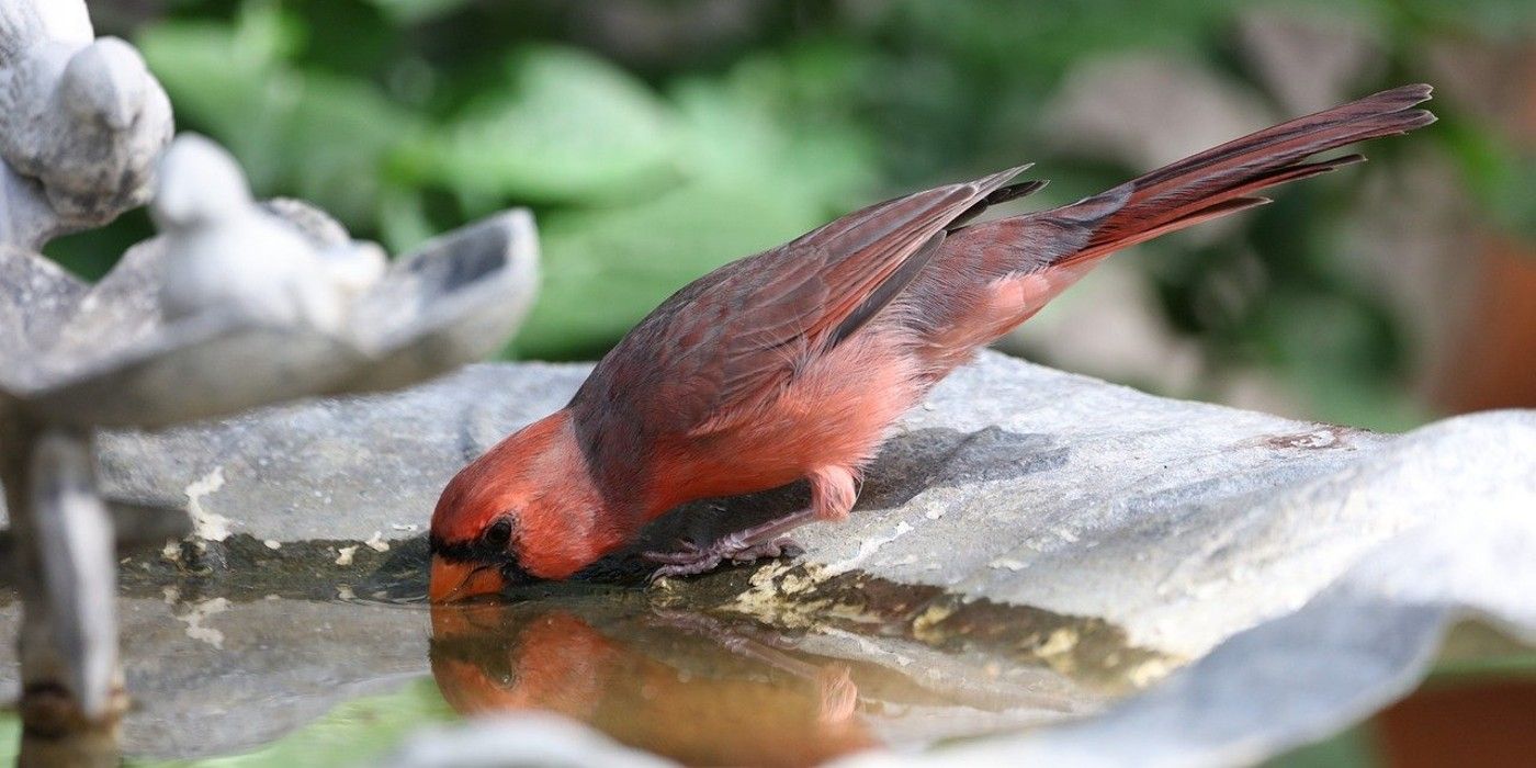 Eco-Friendly Garden Ideas: 7 Natural Pest Control Solutions