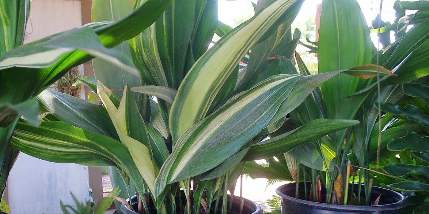 8 Houseplants That Are Incredibly Easy to Maintain