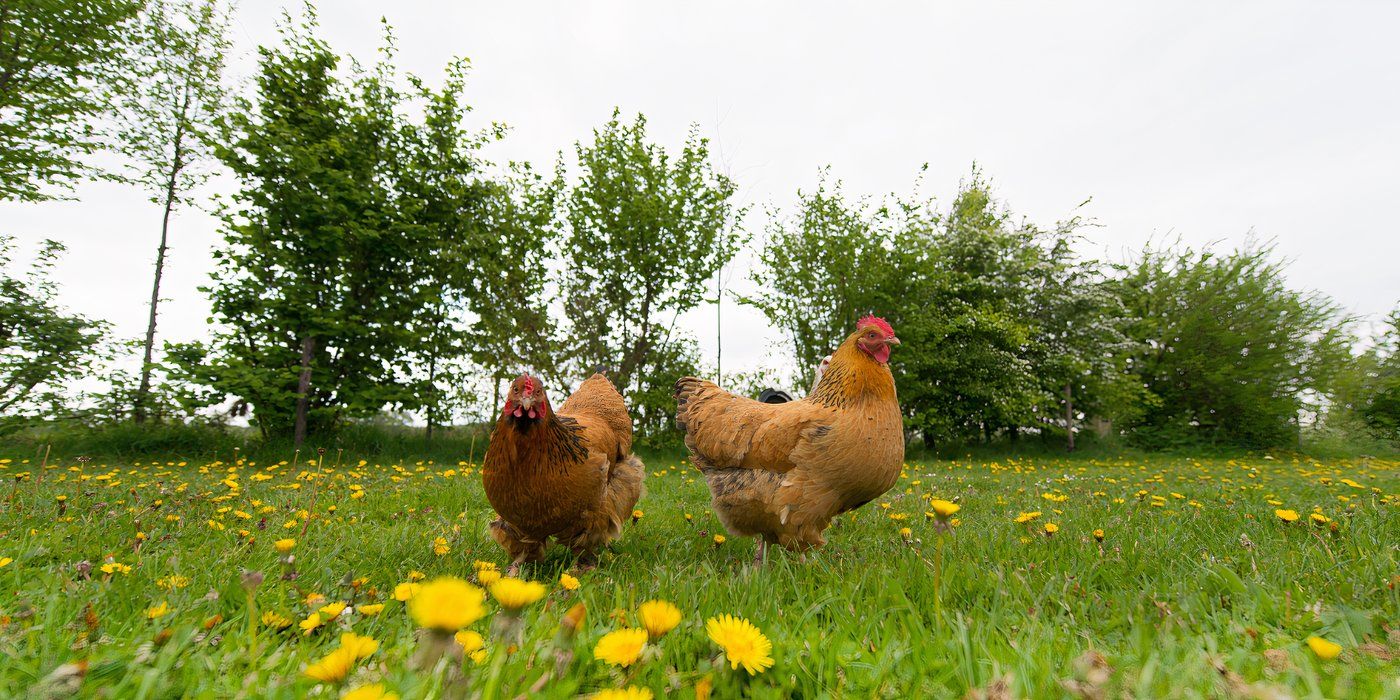 Garden Chickens: How Raising Chickens Improves Suburban Homesteading