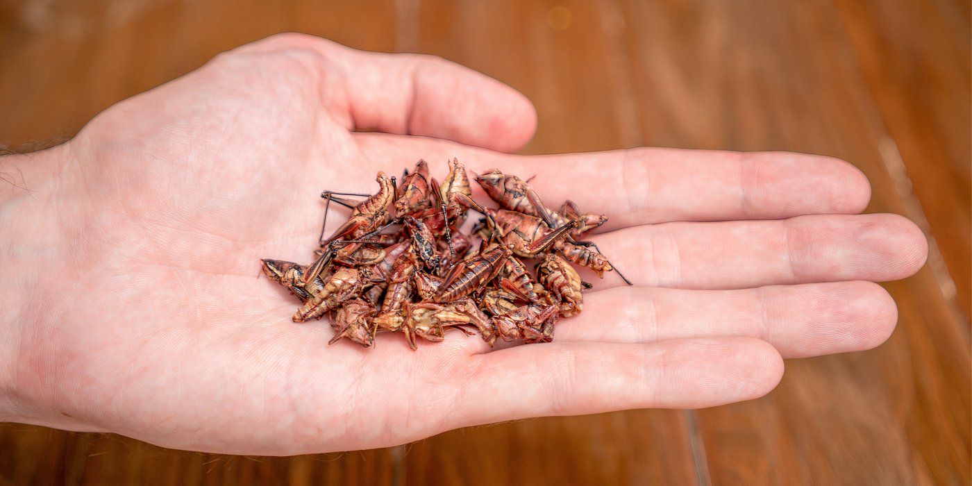 Eating Insects For Food: What Are the Benefits?