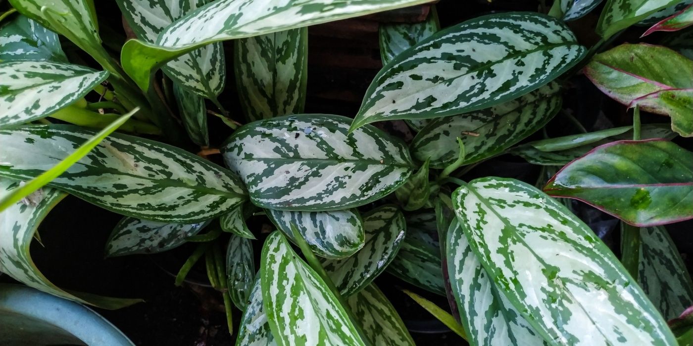 5 Easy Houseplants That Practically Care for Themselves
