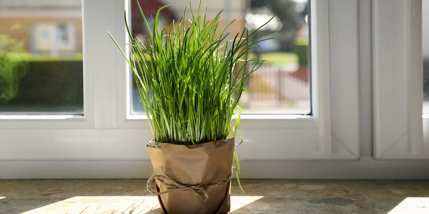 Garden Windows: Six Plants That Can Transform Your Space