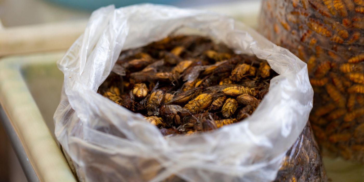 Make This Cicada Locust Recipe