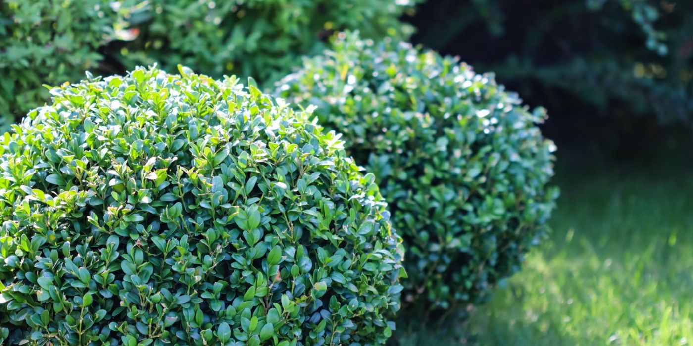 Create a Tropical Poolside Retreat with Low-Maintenance Shade Plants