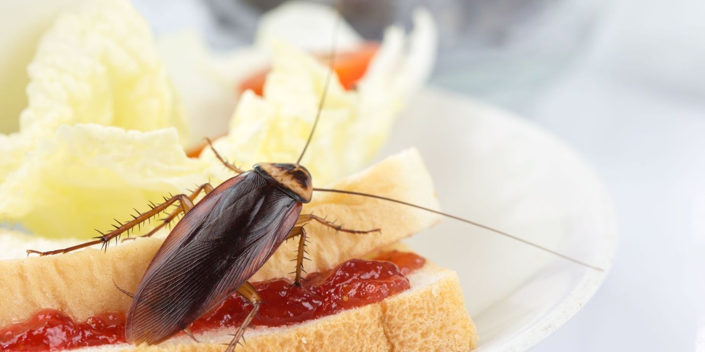 Defending History: Essential Pest Control Strategies for Museums