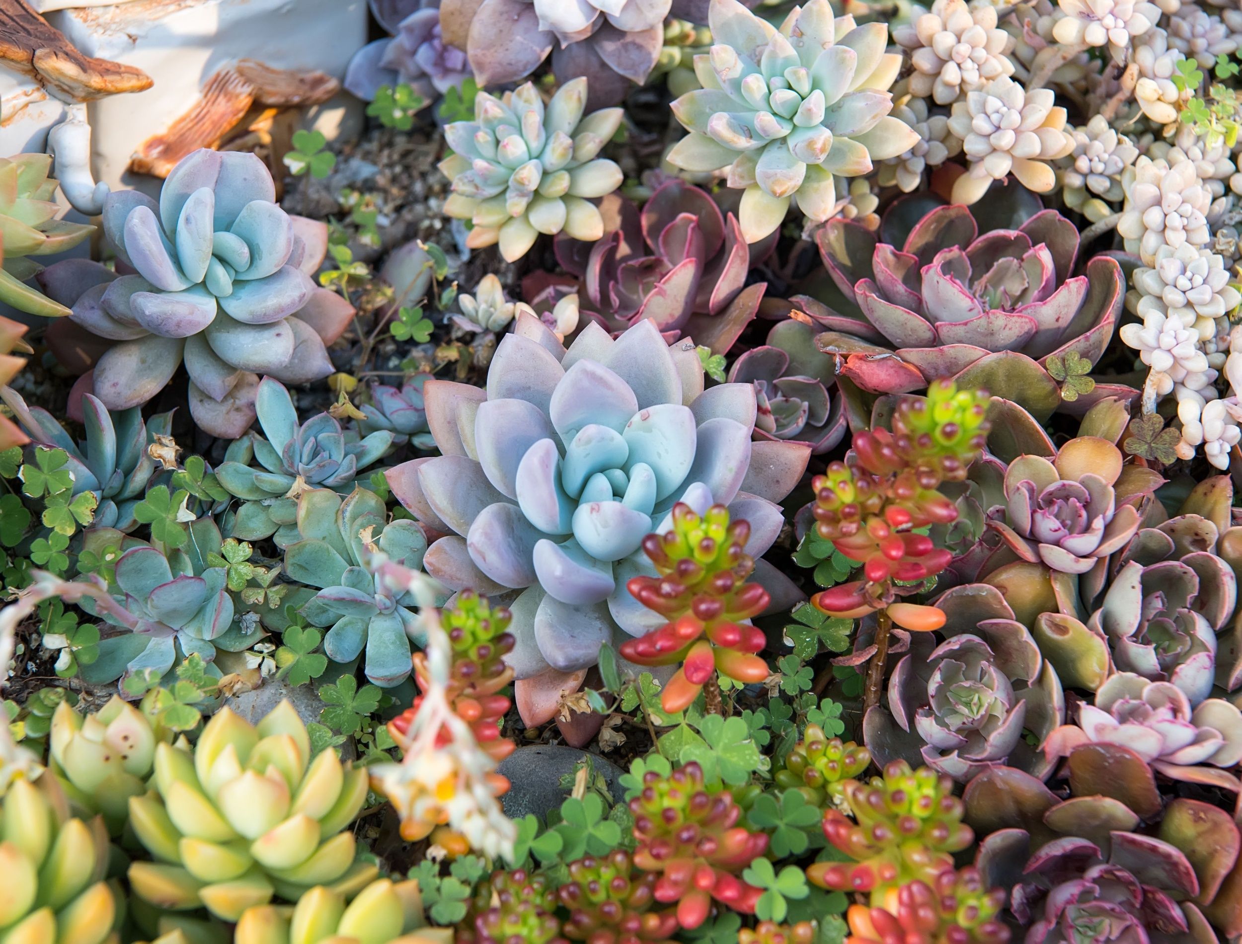 15 Succulent Garden Ideas For Your Backyard