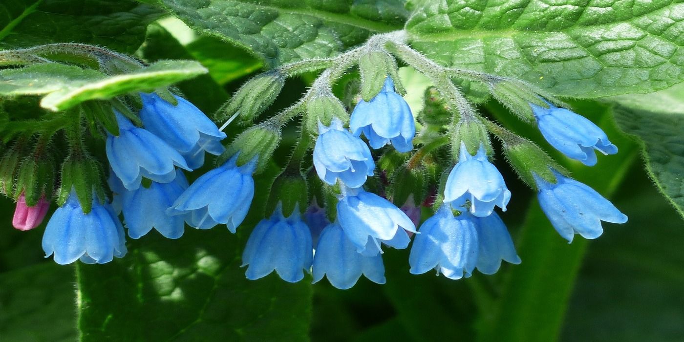 Rejuvenate Your Garden Soil with These 8 Effective Plants