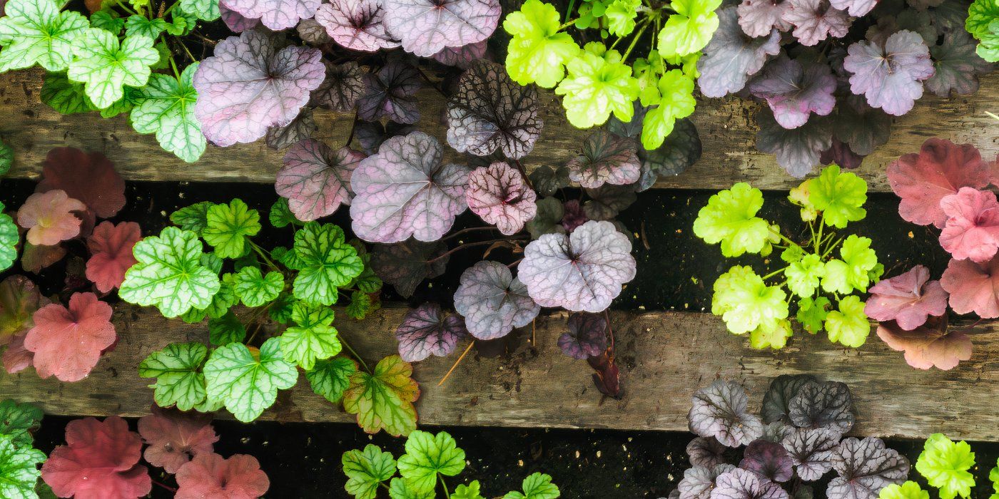 6 Different Types of Flowers That Change Colors