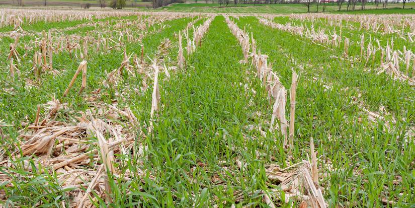 Best Fall Cover Crops for a Healthy Garden