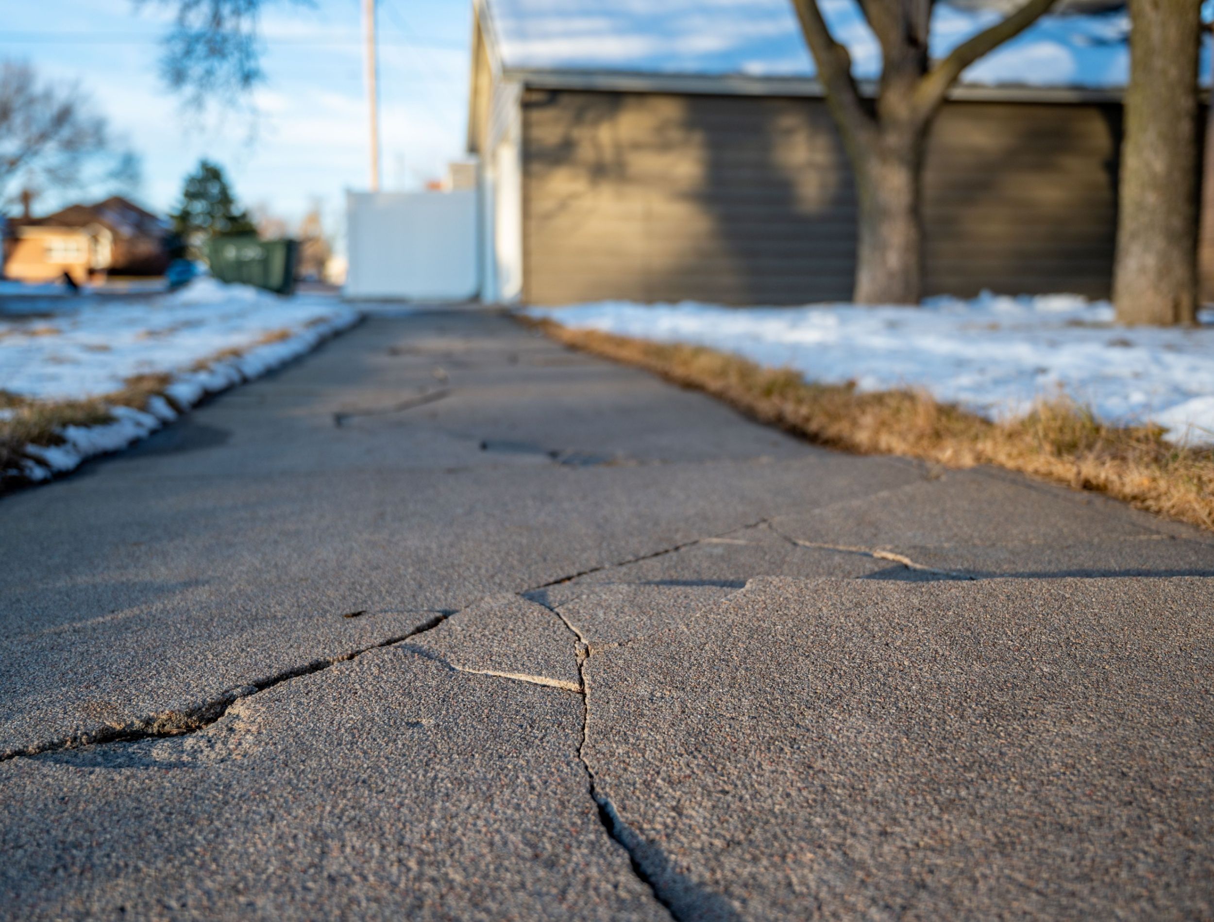 6 Perennial Companion Plants for Roses