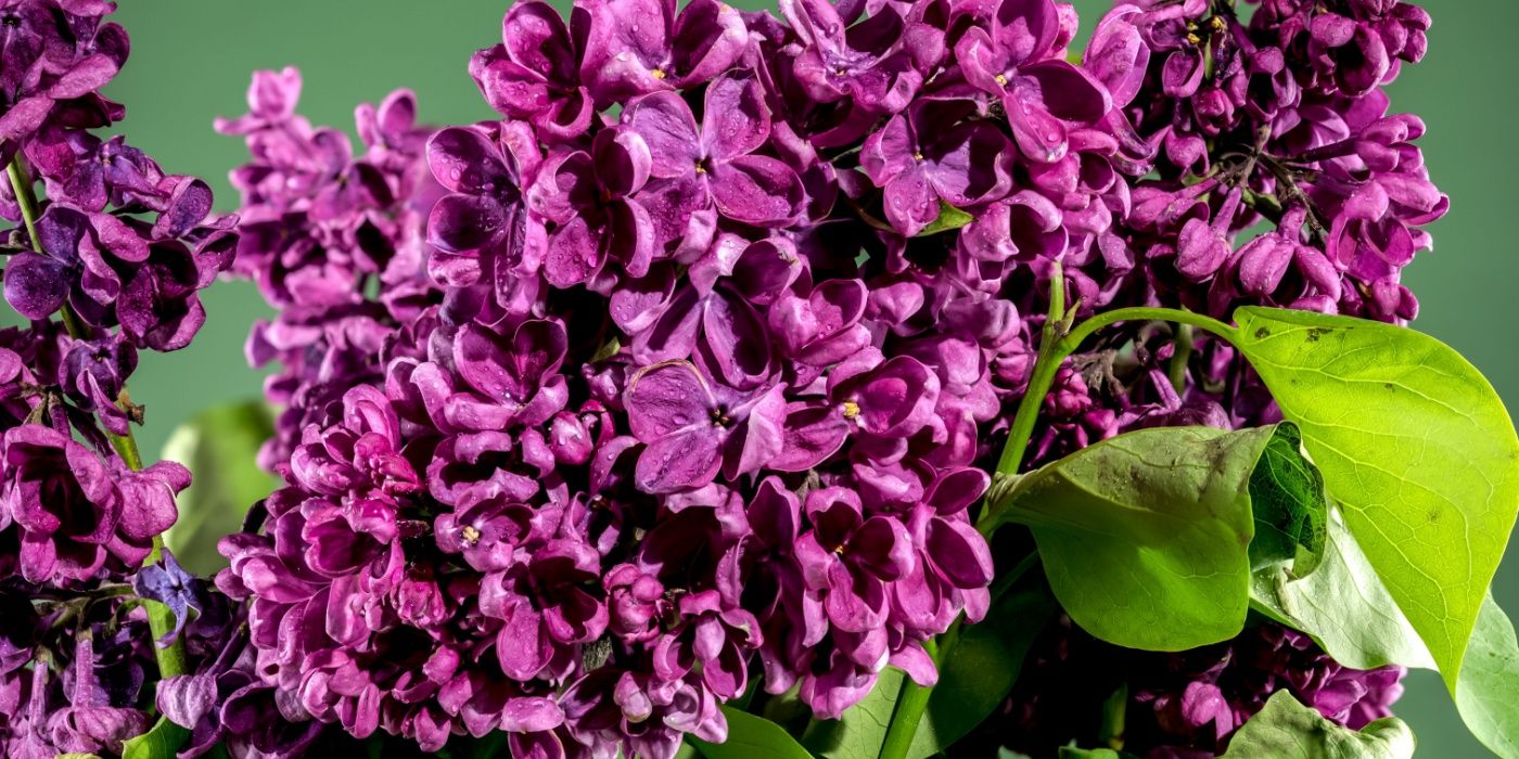 Dark Floral Drama:6 Flowers to Introduce Edge to Your Garden Landscape