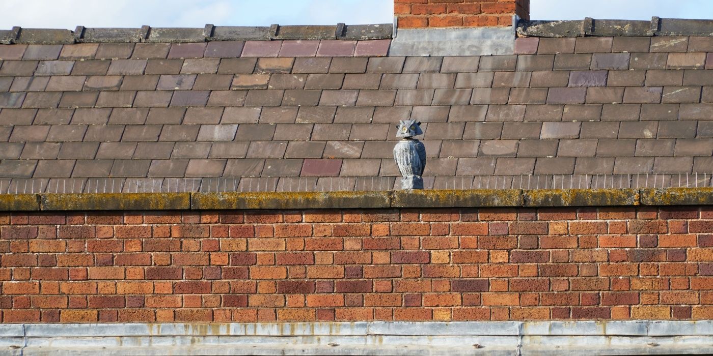 7 Effective Methods to Keep Birds Off Your Roof